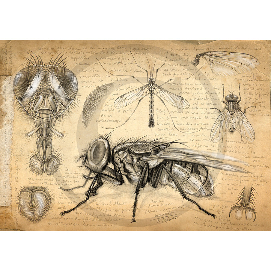 Marcello-art: 367 - Fly Anatomy