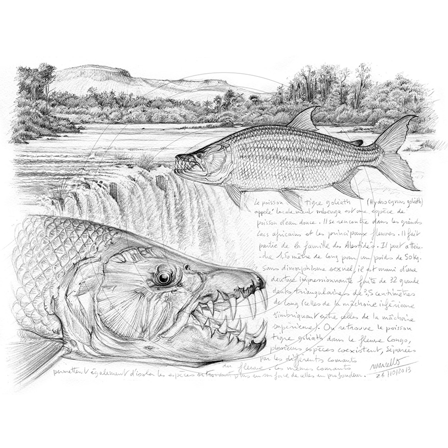 Marcello-art : 242 - Poisson tigre goliath