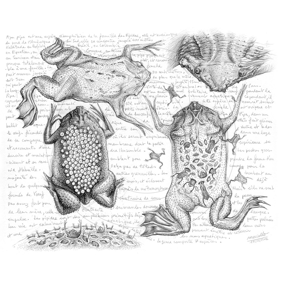 Marcello-art: 209 - Pipa pipa frog