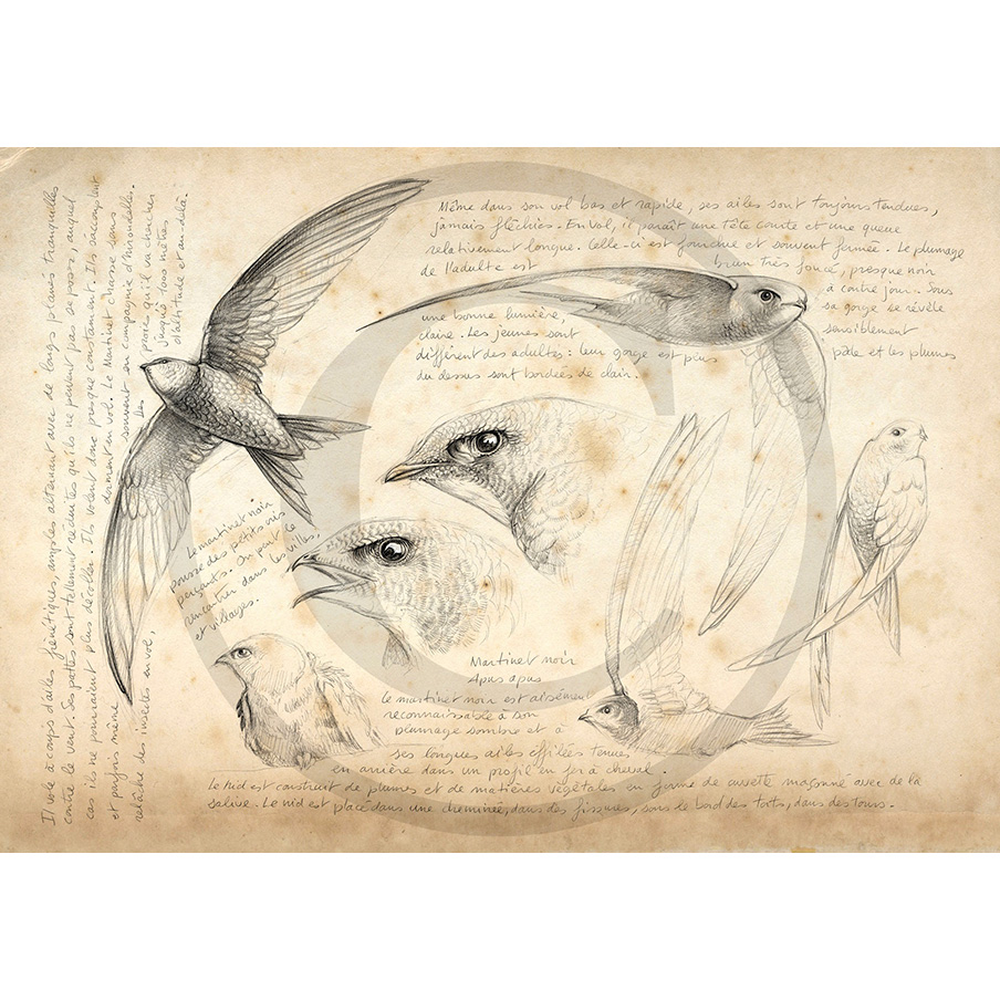 Marcello-art: 27 - Apus apus