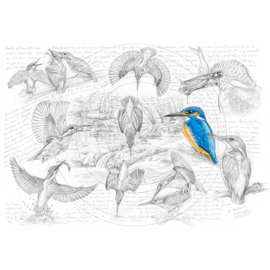 Marcello-art : 399 - Alcedo atthis