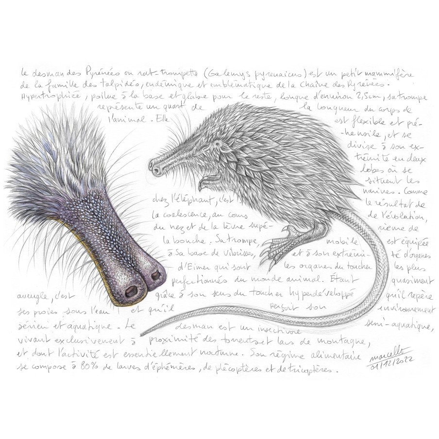 Marcello-art : 461 - Desman des Pyrénées