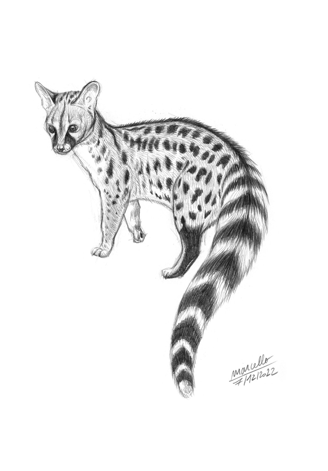 Marcello-art : 462 - Genette commune