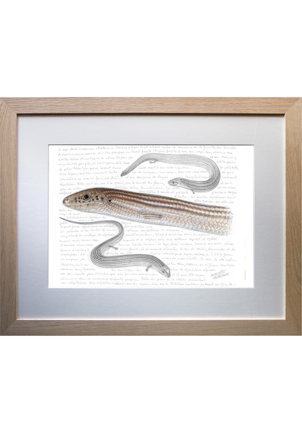 Marcello-art: 469 - Western three-toed skink